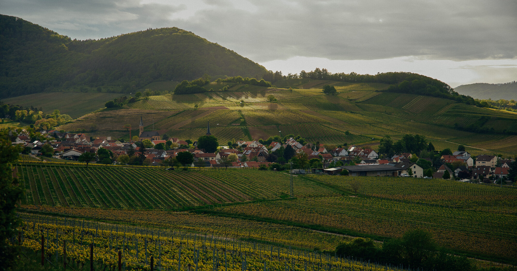 Weinberg - Ökonomierat Rebholz: Oekonomierat Rebholz