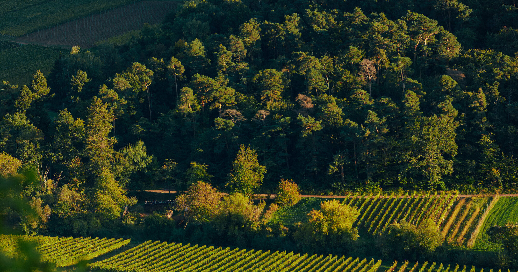 Bibliothek - Ökonomierat Rebholz: Oekonomierat Rebholz